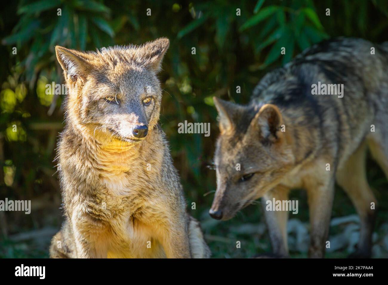Graxaim, South american pampas Fox zorro, Pantanal wetlands, Brazil ...