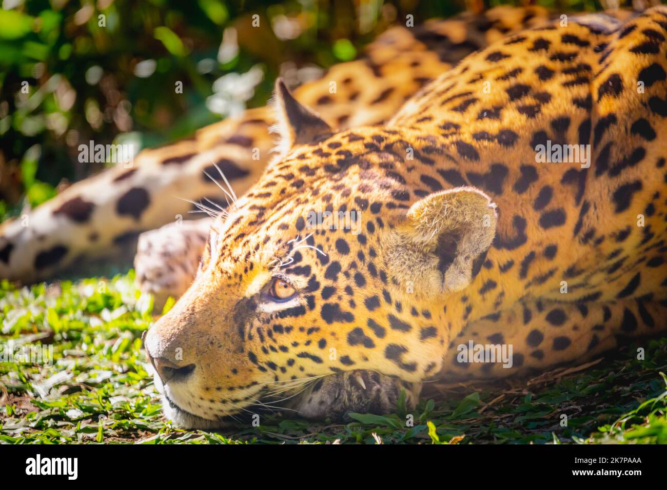 Jaguar Panthera onca, majestic feline resting in Pantanal, Brazil Stock Photo - Alamy