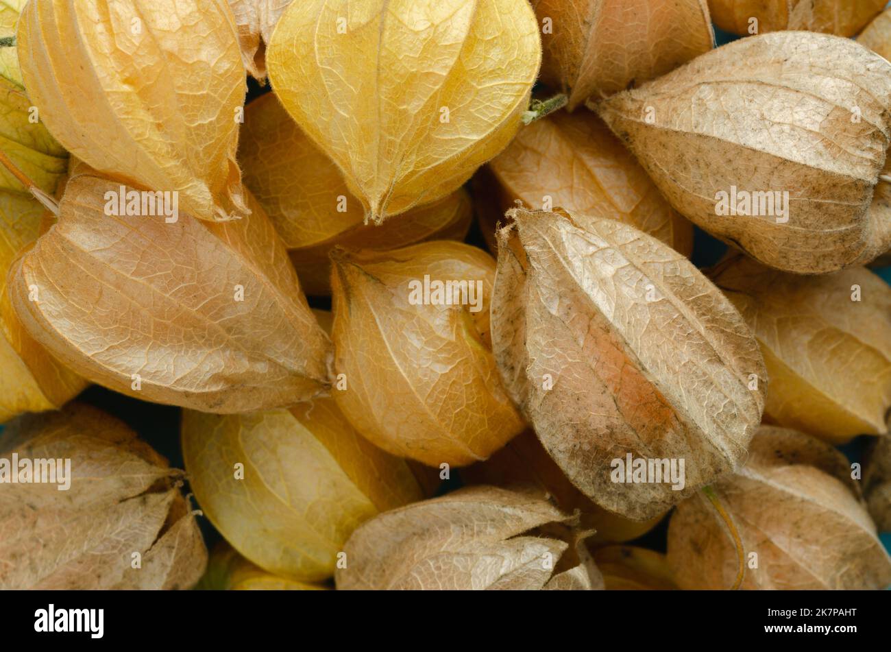 Group of Physalis plant fruits with the berry enclosed in the shell ...