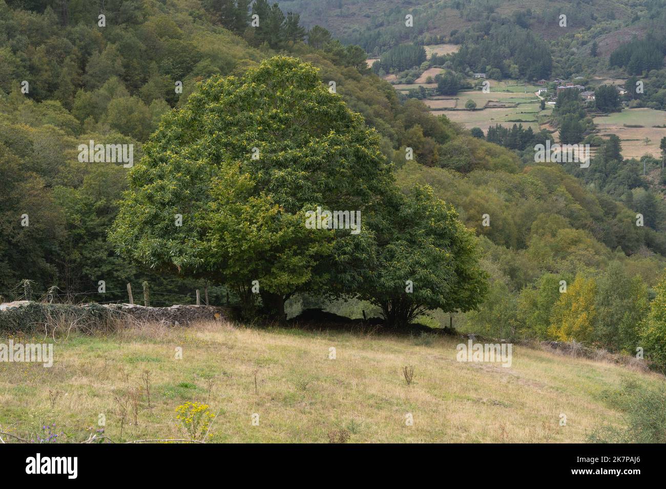 Forest landscape with a chestnut tree in the foreground. Castanea ...