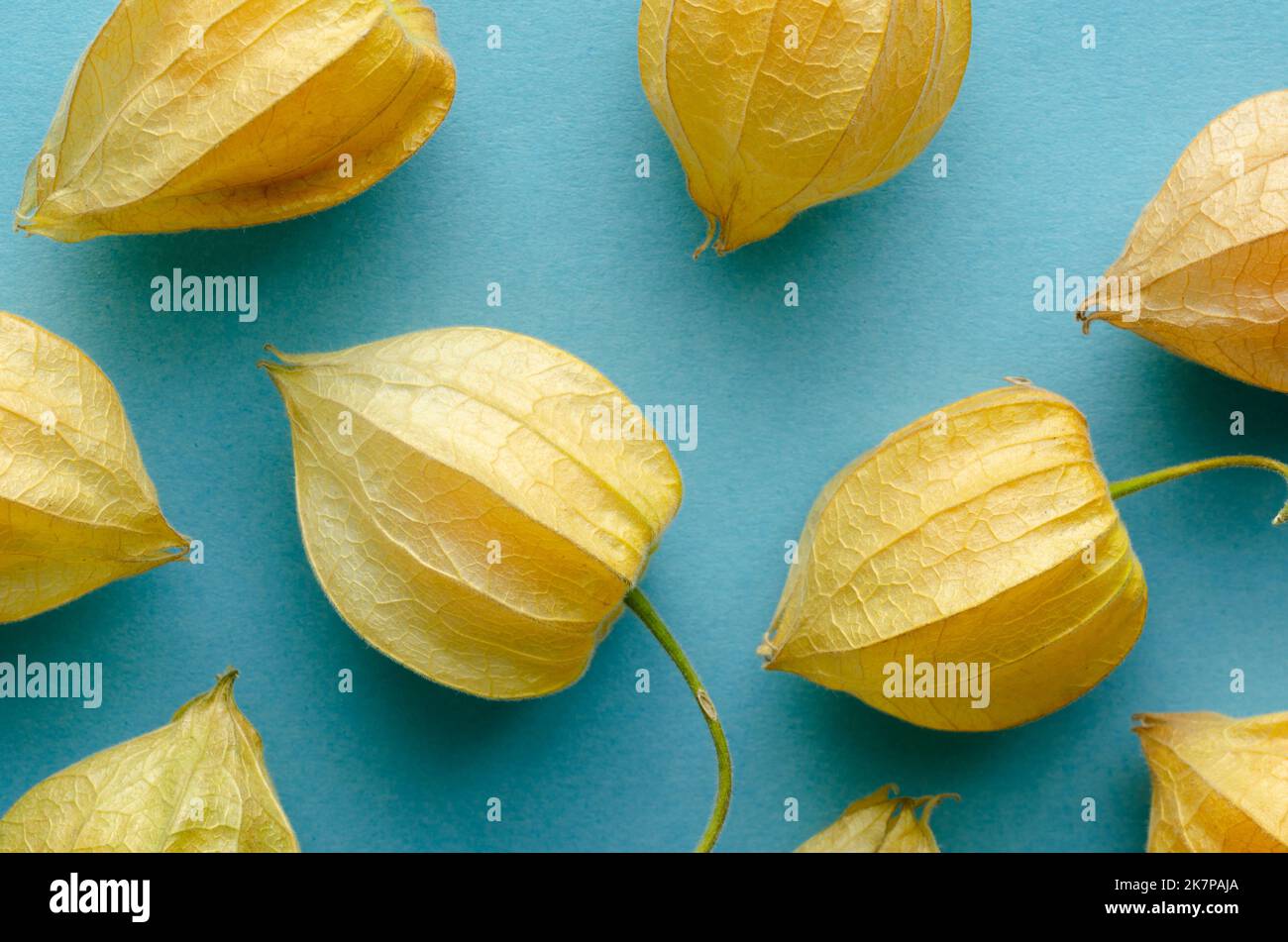 Several Physalis fruits with shell scattered on blue background. Copy ...