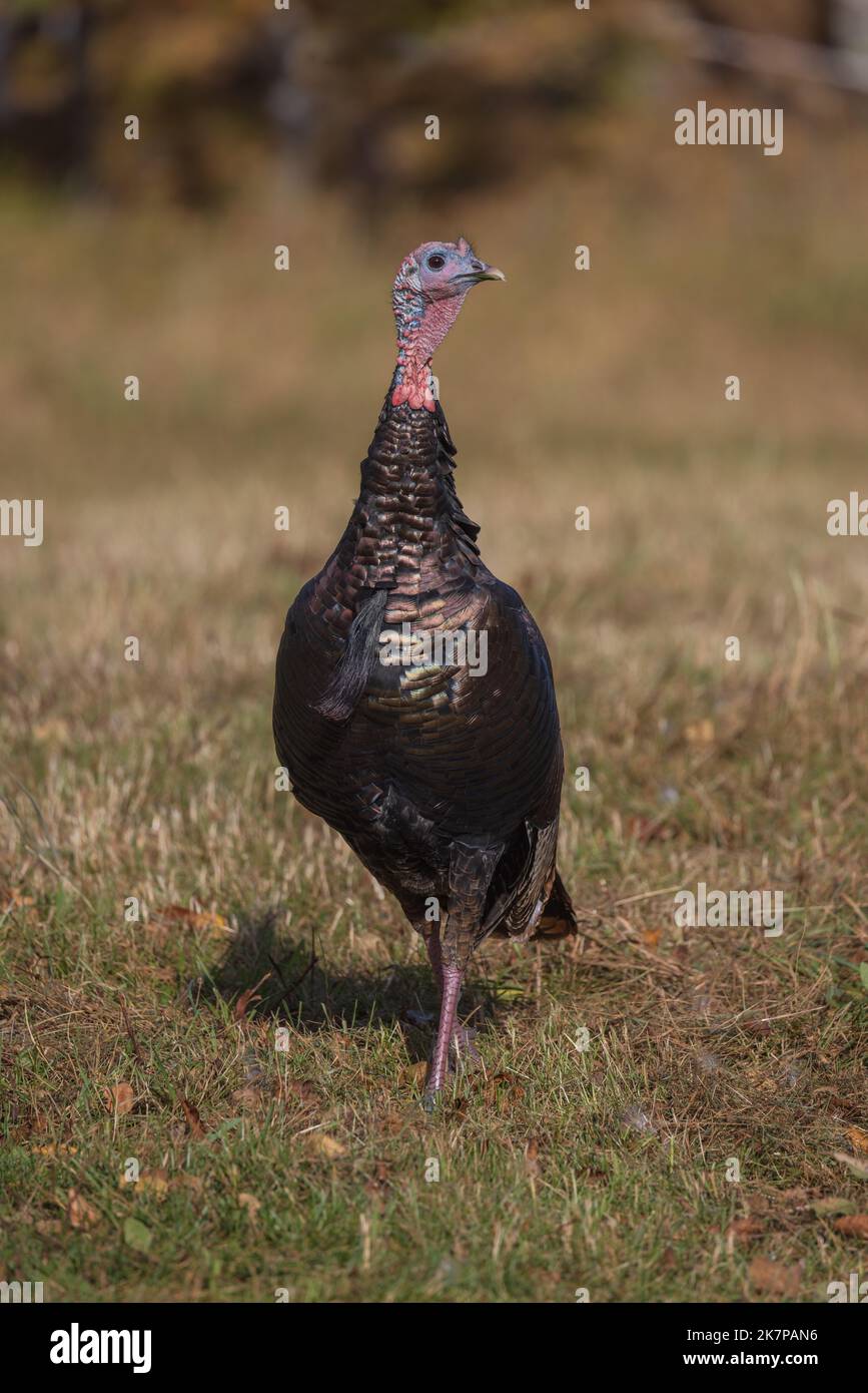 Eastern wild turkey in northern Wisconsin Stock Photo - Alamy