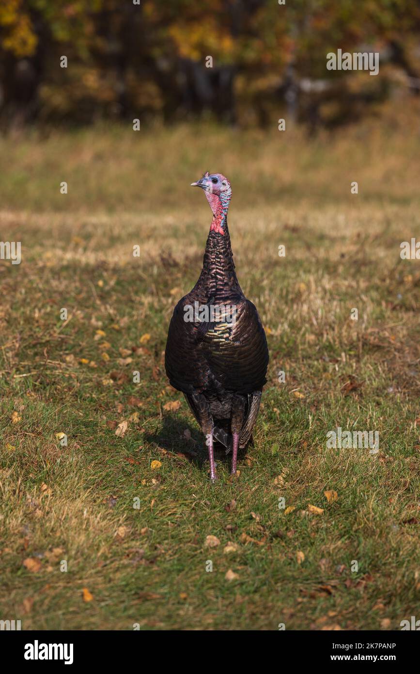 Eastern turkey flock hi-res stock photography and images - Alamy