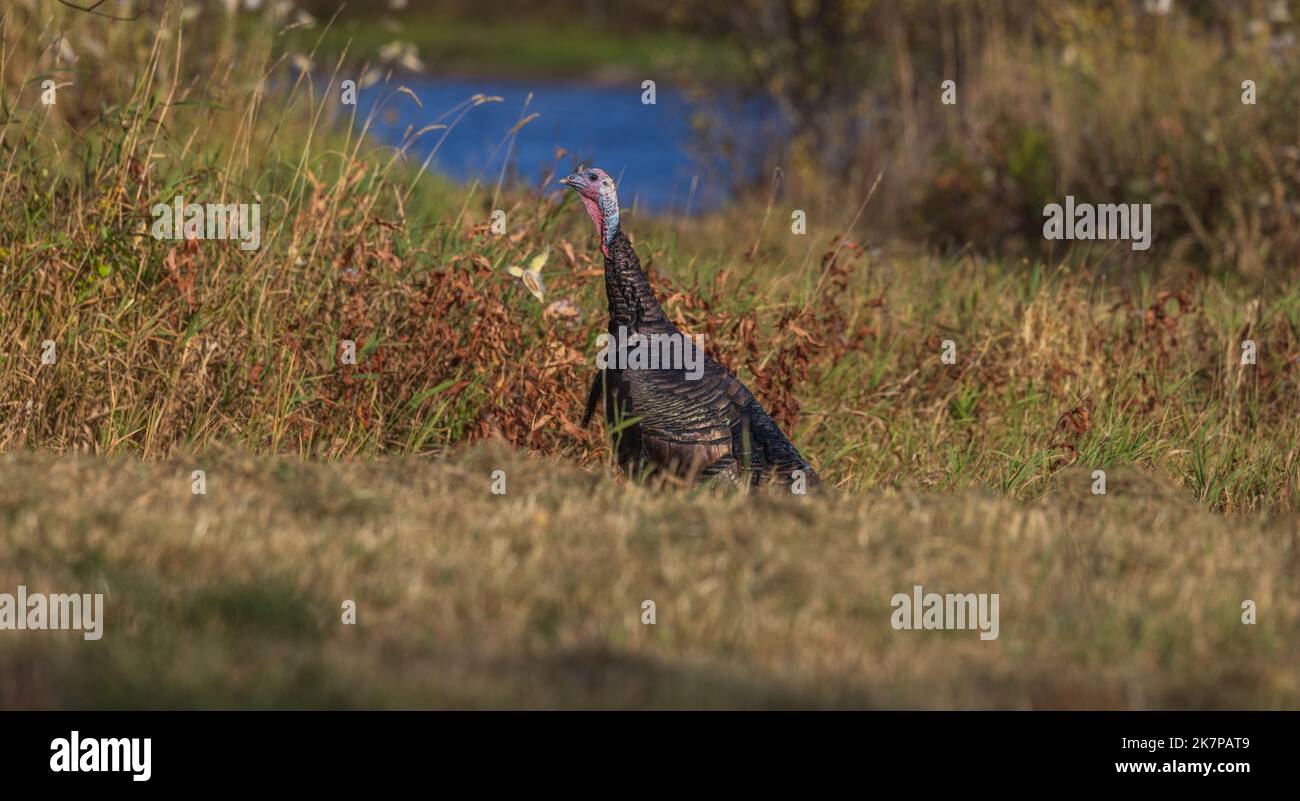 Adult tom turkey hi-res stock photography and images - Alamy