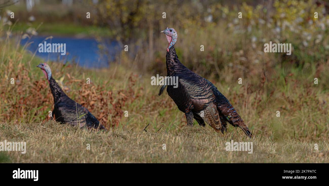 Tom turkeys in northern Wisconsin Stock Photo - Alamy
