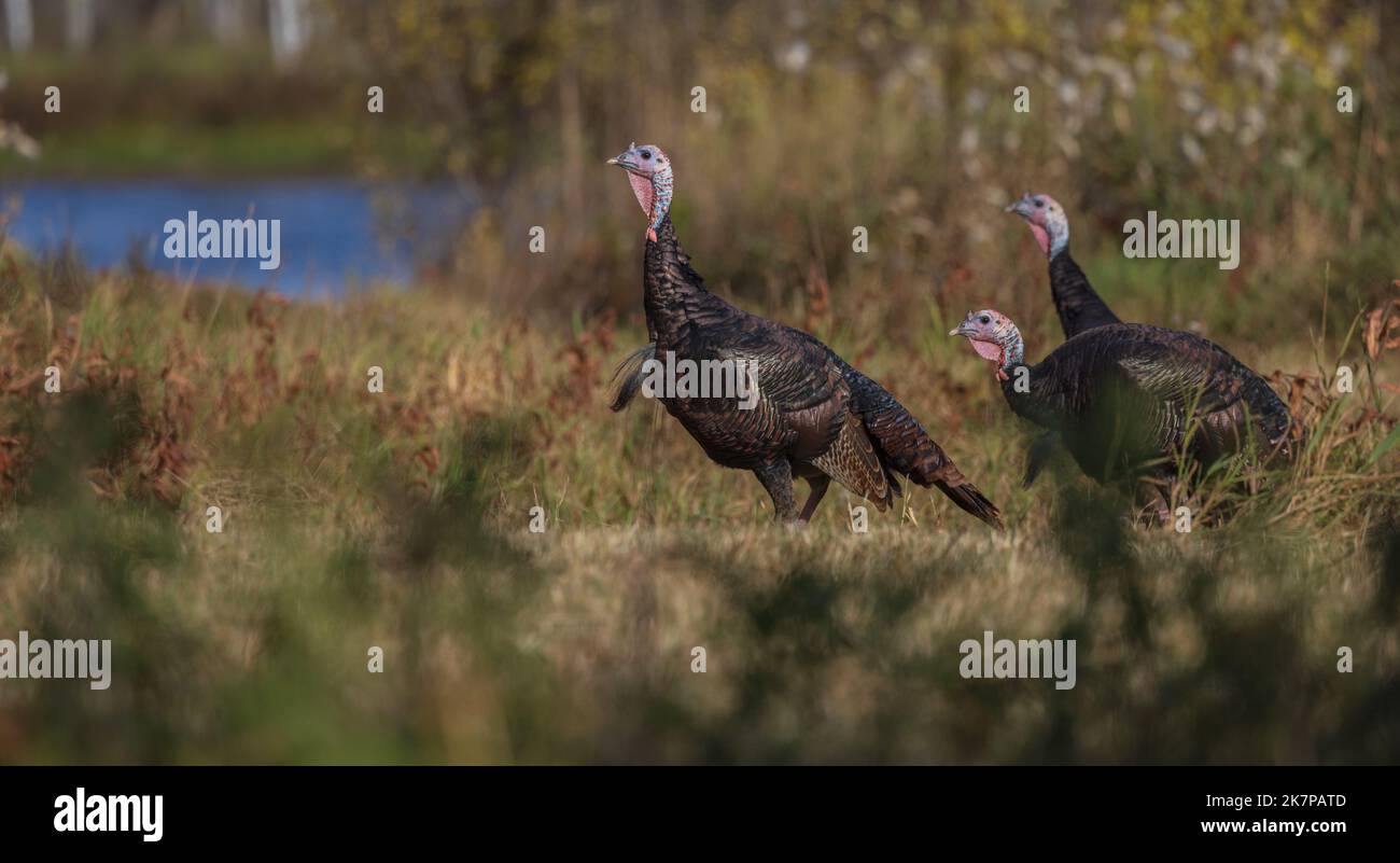 Three tom turkeys in northern Wisconsin Stock Photo - Alamy