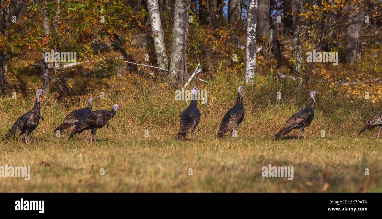 Tom turkeys in northern Wisconsin Stock Photo - Alamy