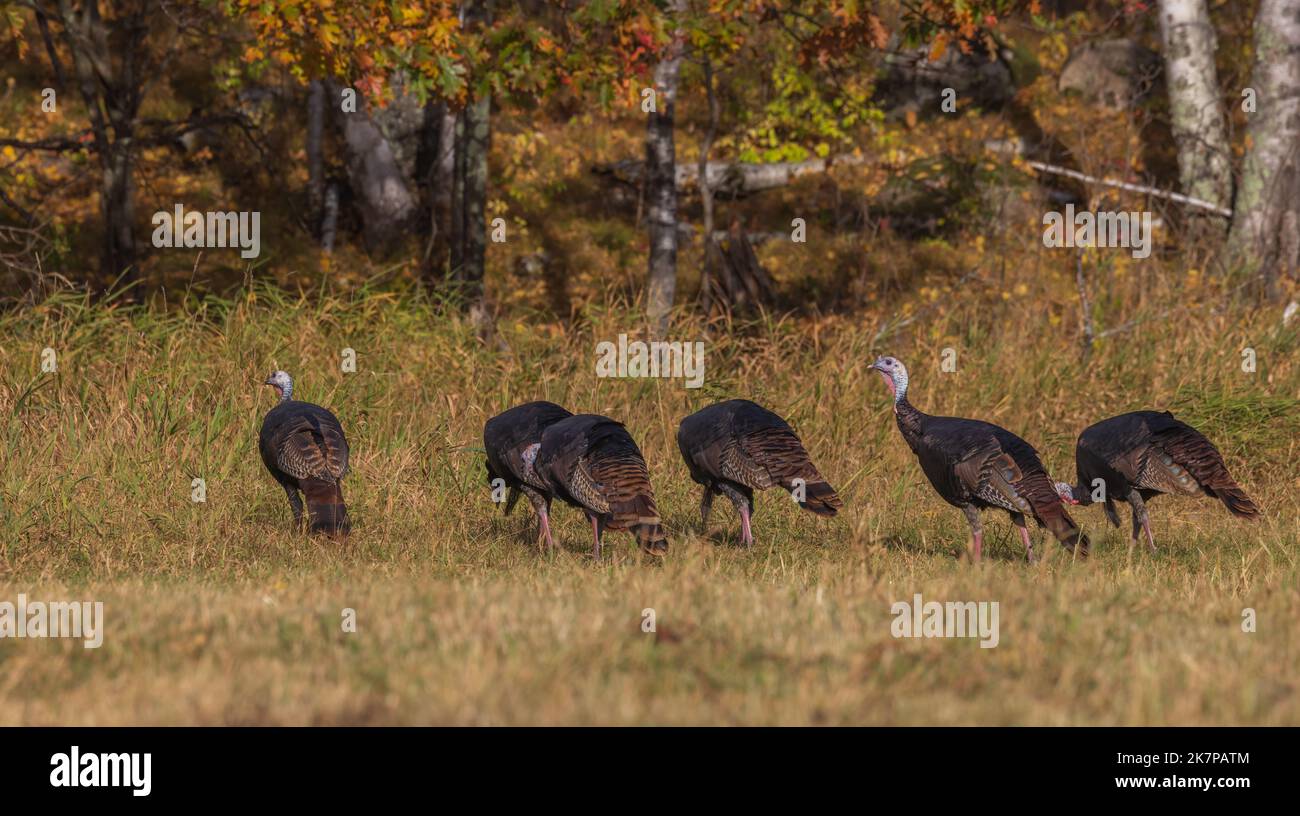 Tom turkeys in northern Wisconsin Stock Photo - Alamy
