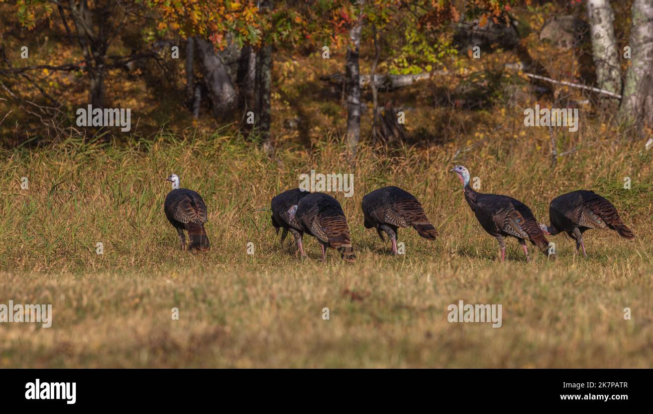 Tom turkeys in northern Wisconsin Stock Photo - Alamy