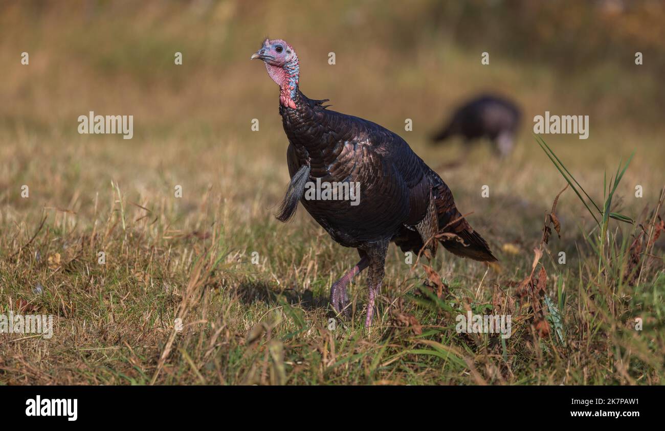 Tom turkeys in northern Wisconsin Stock Photo - Alamy
