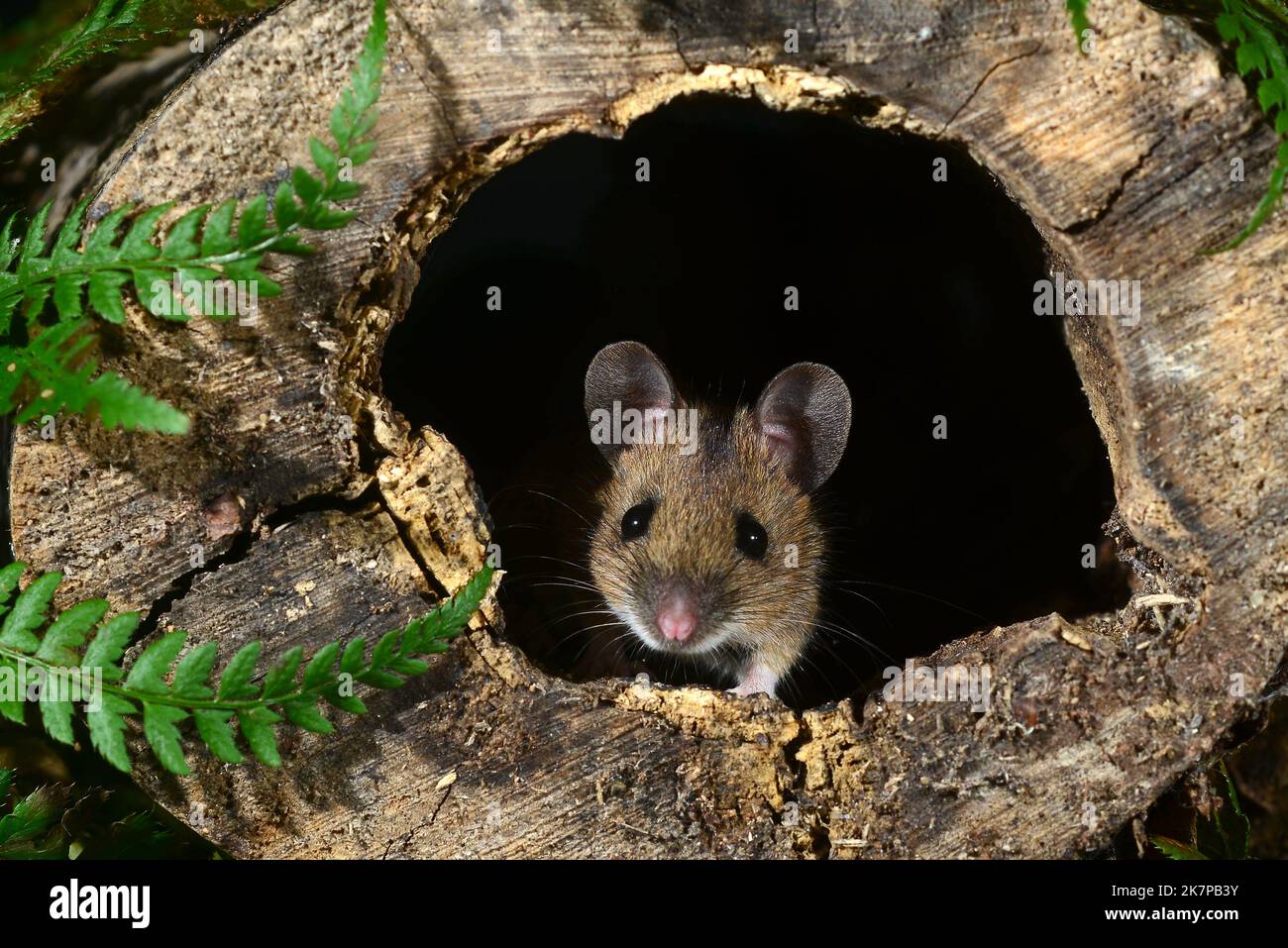 wood mouse apodemus sylvaticus Stock Photo - Alamy
