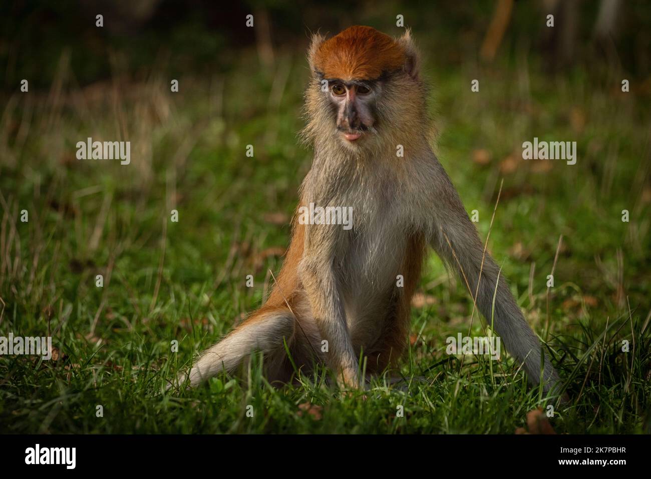 Cercopithecini hairy animal monkey on green grass in sunny fresh ...
