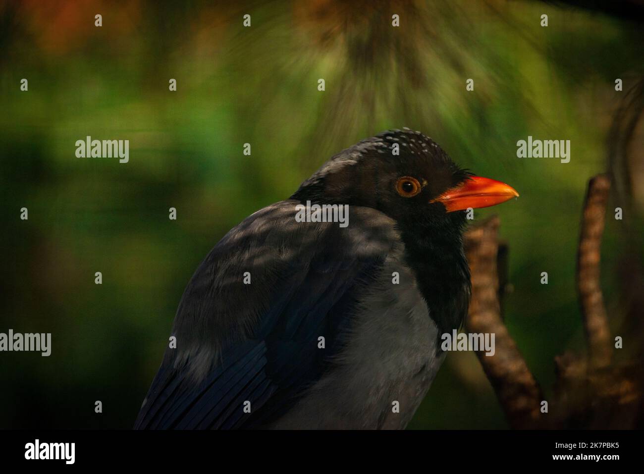 Black big bird with red beak in color sunny autumn evening Stock Photo ...