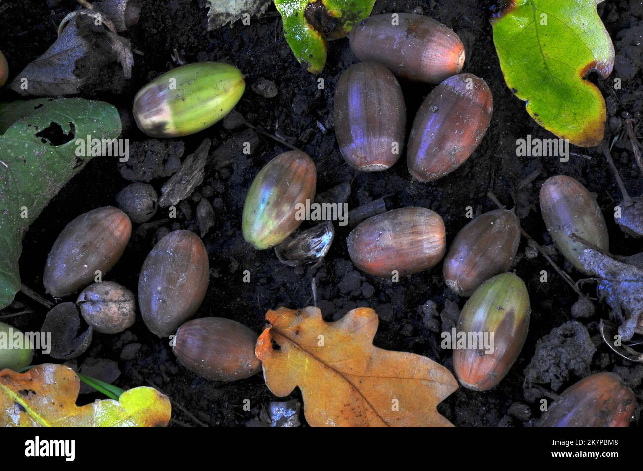 Fallen acorns from English oak tree Stock Photo - Alamy