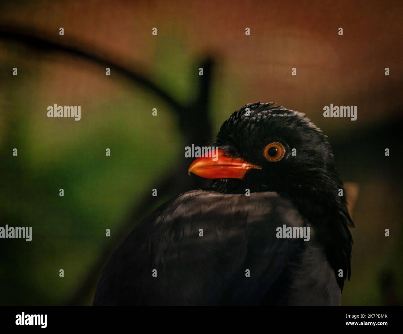 Black big bird with red beak in color sunny autumn evening Stock Photo ...
