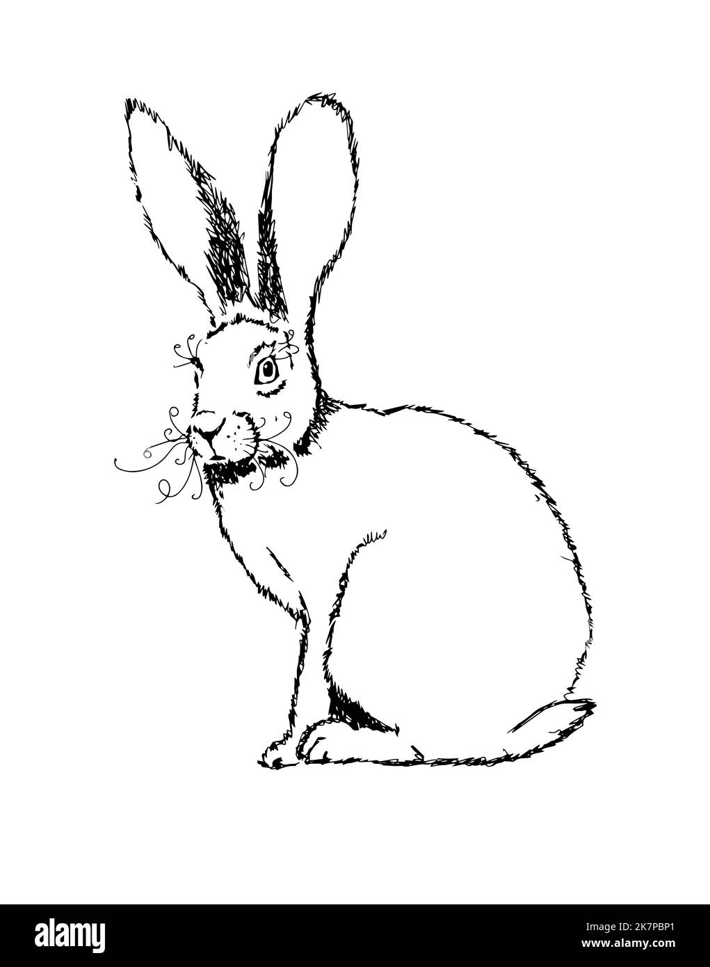 Hare Outline