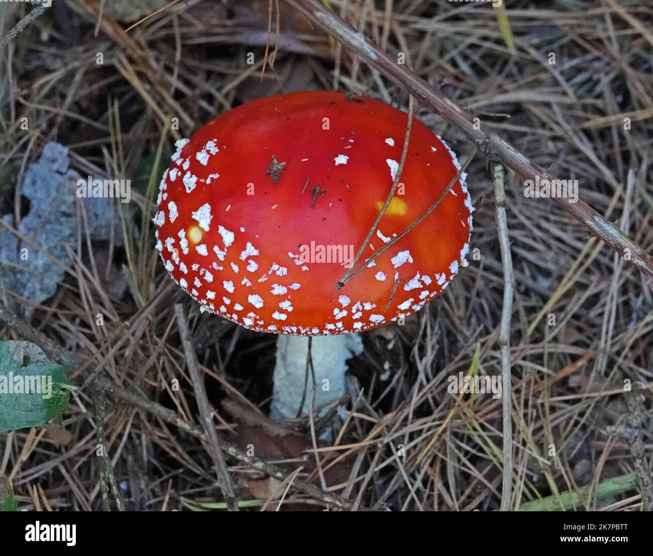 Autumn time means toadstools with a red cap in the woods. The poisonous ...