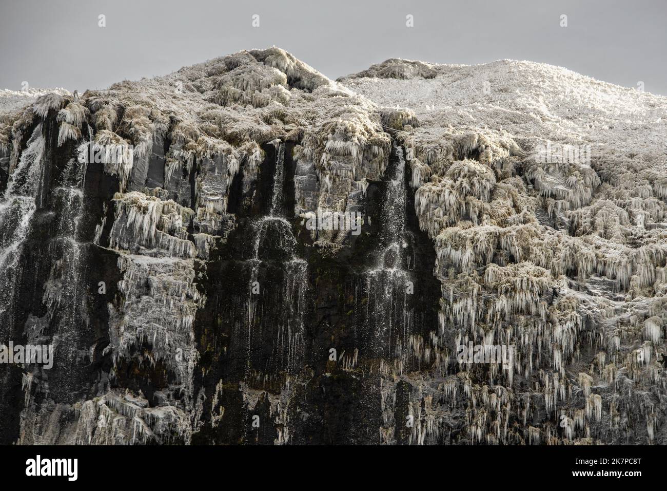 Icicles, water trickles and Northern Fulmar (Fulmarus glacialis) at the ...