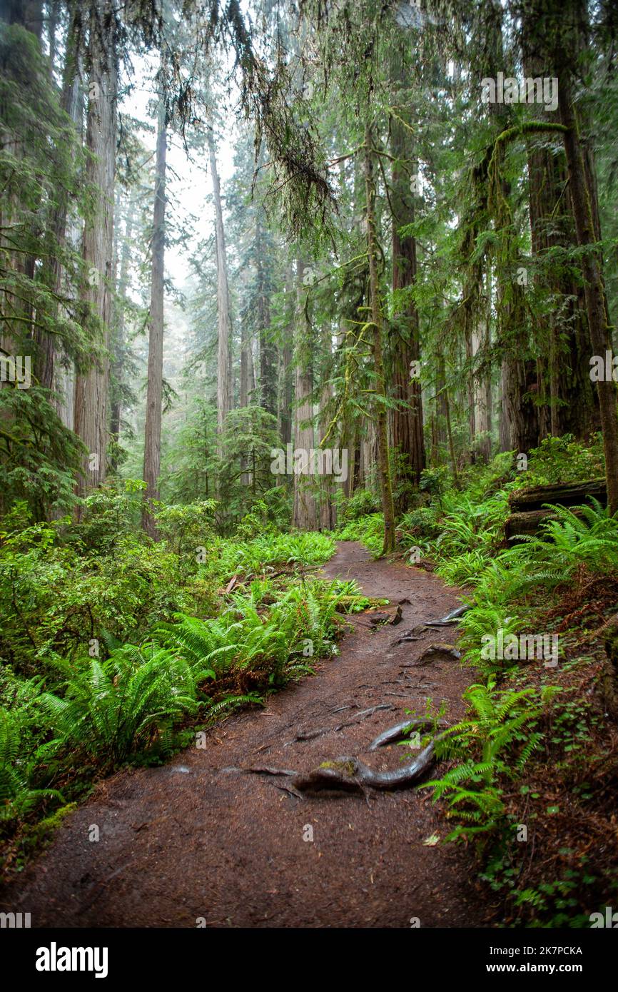 Redwood trees in Northern California Stock Photo - Alamy