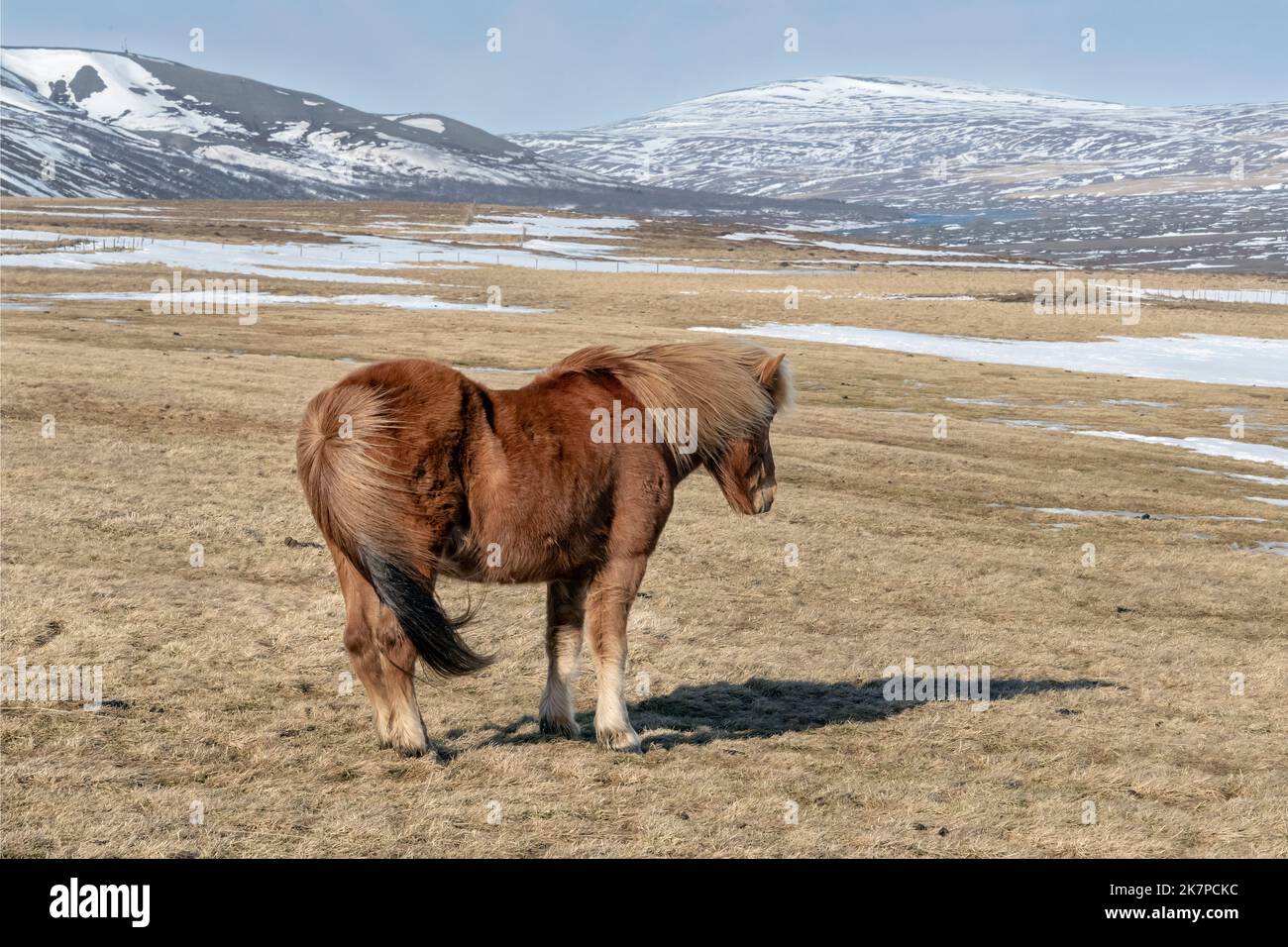 Windblown tail hi-res stock photography and images - Alamy