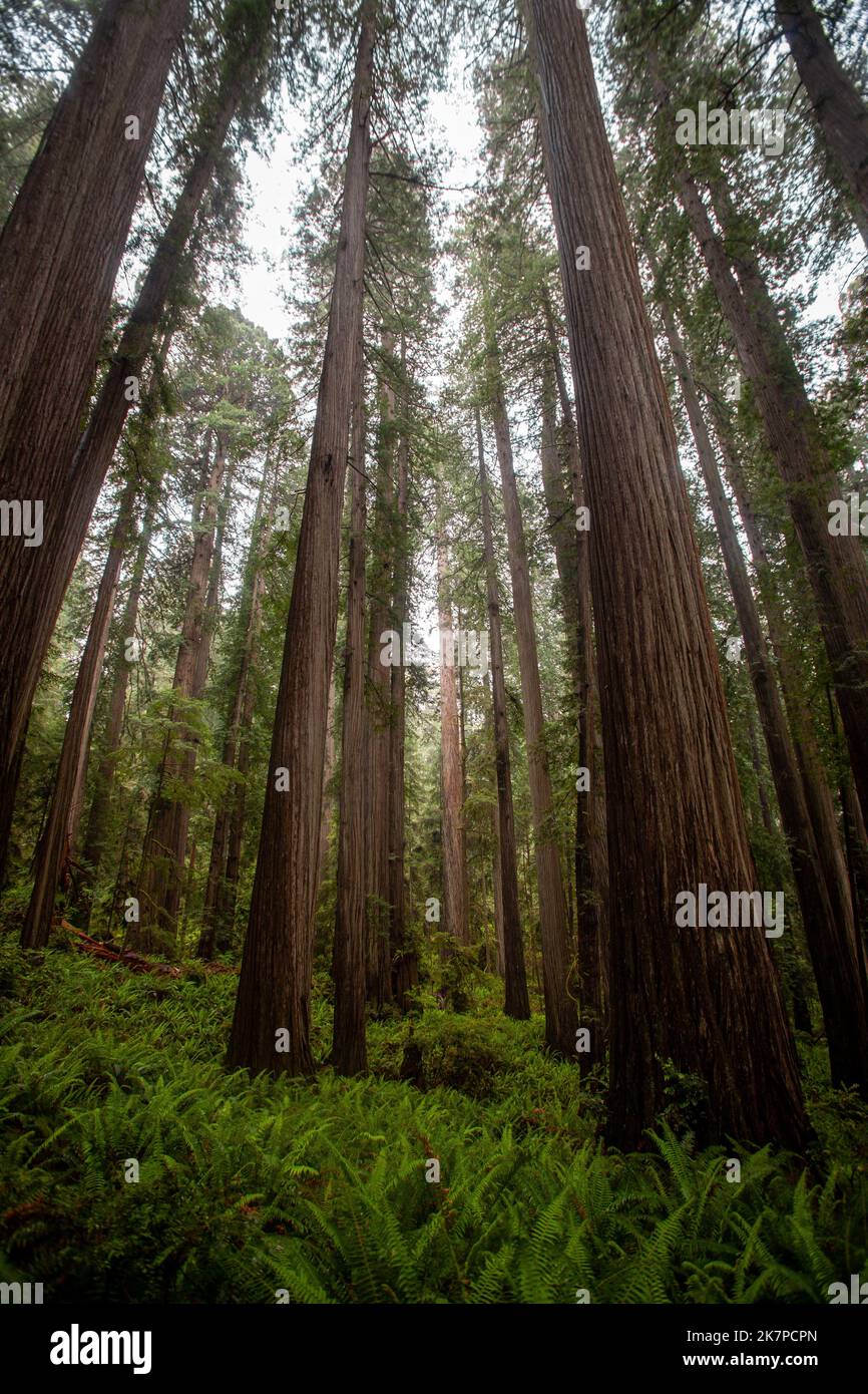 Northern California Trees