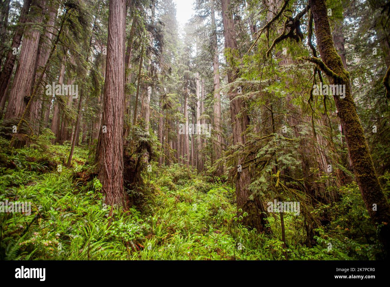 Redwood trees in Northern California Stock Photo - Alamy