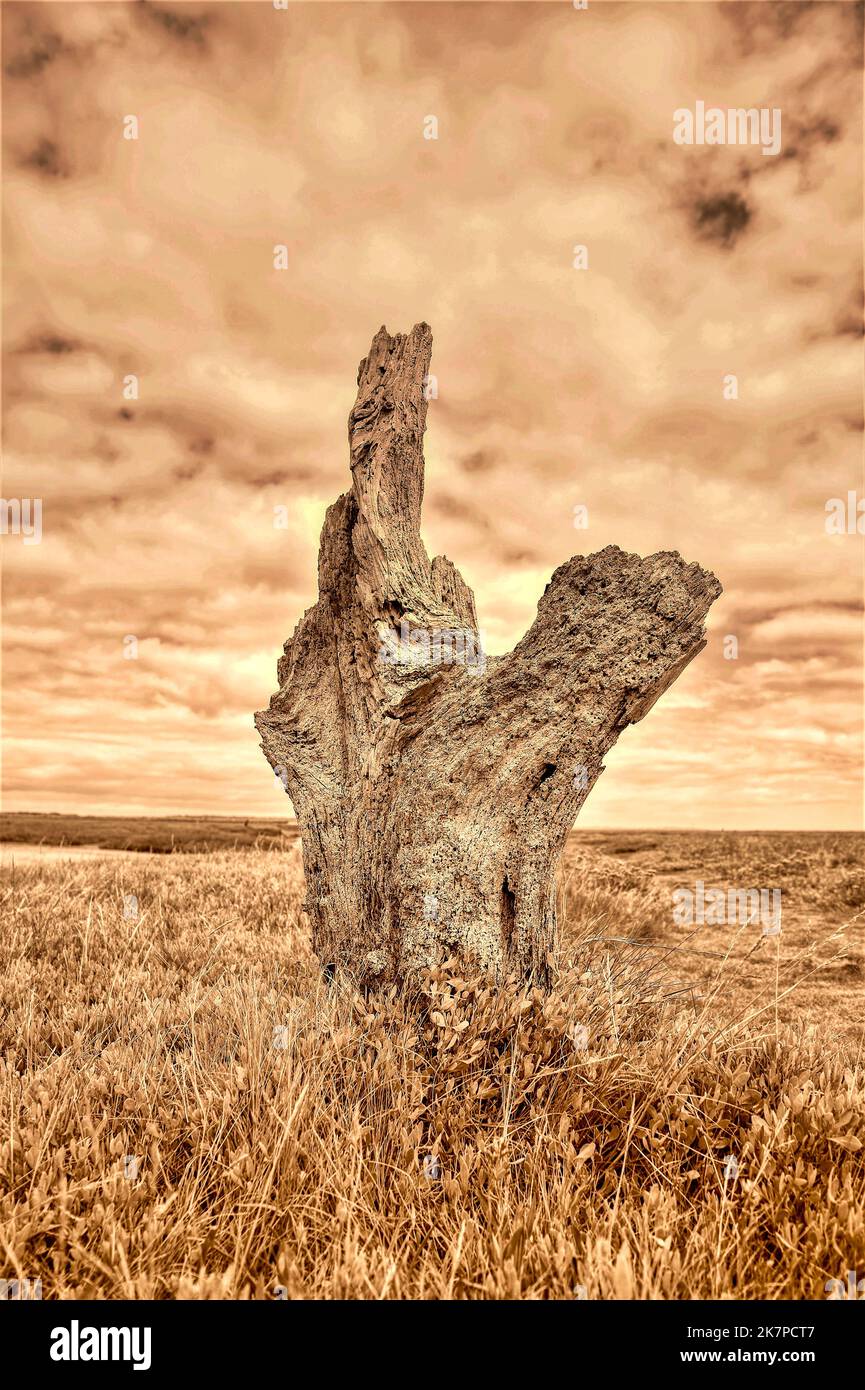 One of the iconic stumps beside the harbour at Thornham, Norfolk, UK ...