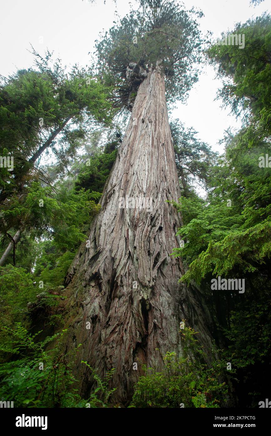 Redwood trees in Northern California Stock Photo - Alamy