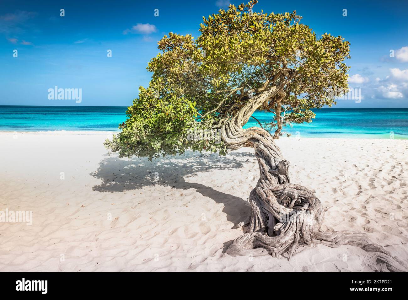 Eagle beach with divi divi tree on Aruba island, Dutch Antilles Stock ...