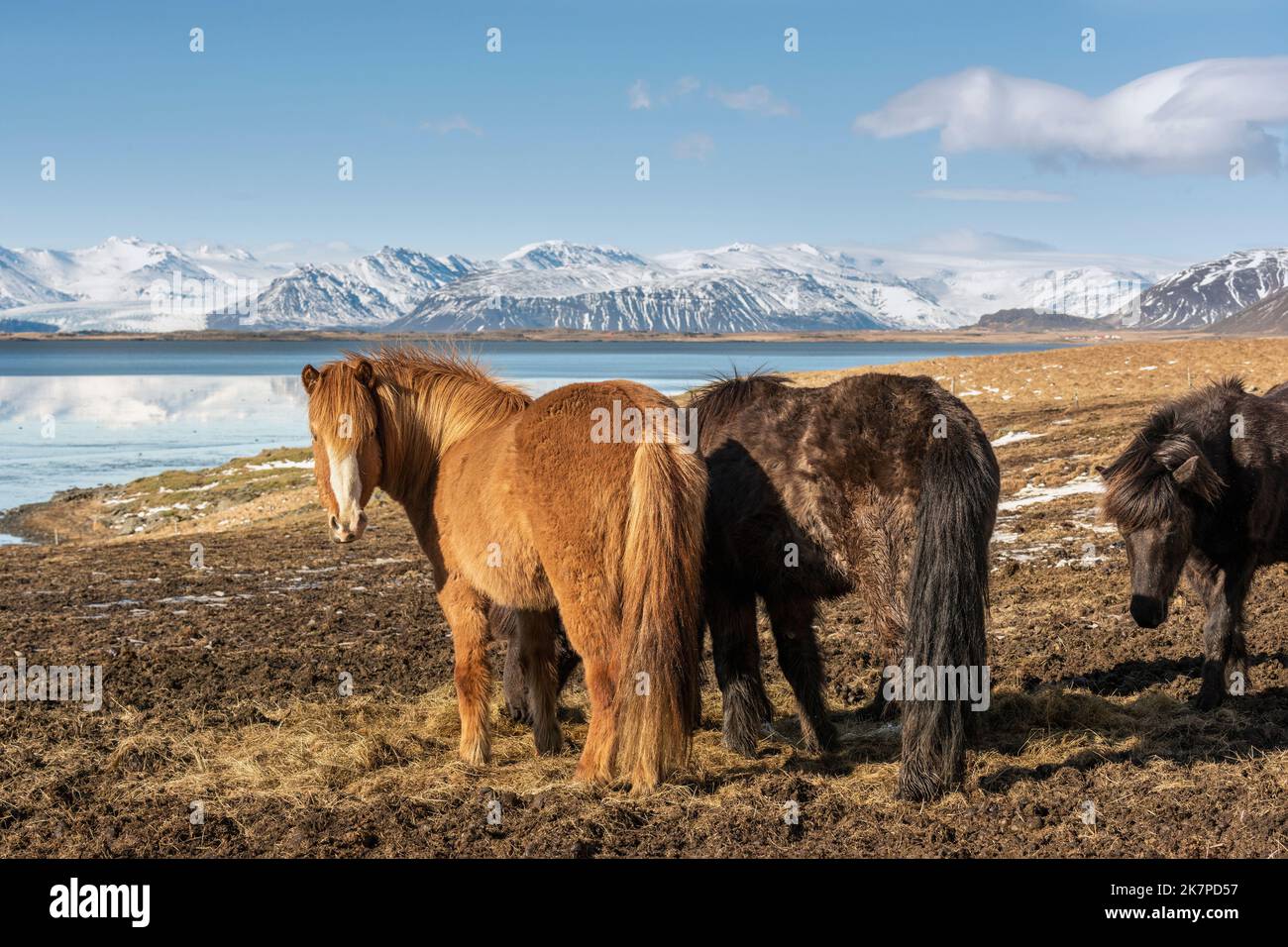 Icelandic horses and snow-covered mountains, Horn Herstar, Sokksnes ...