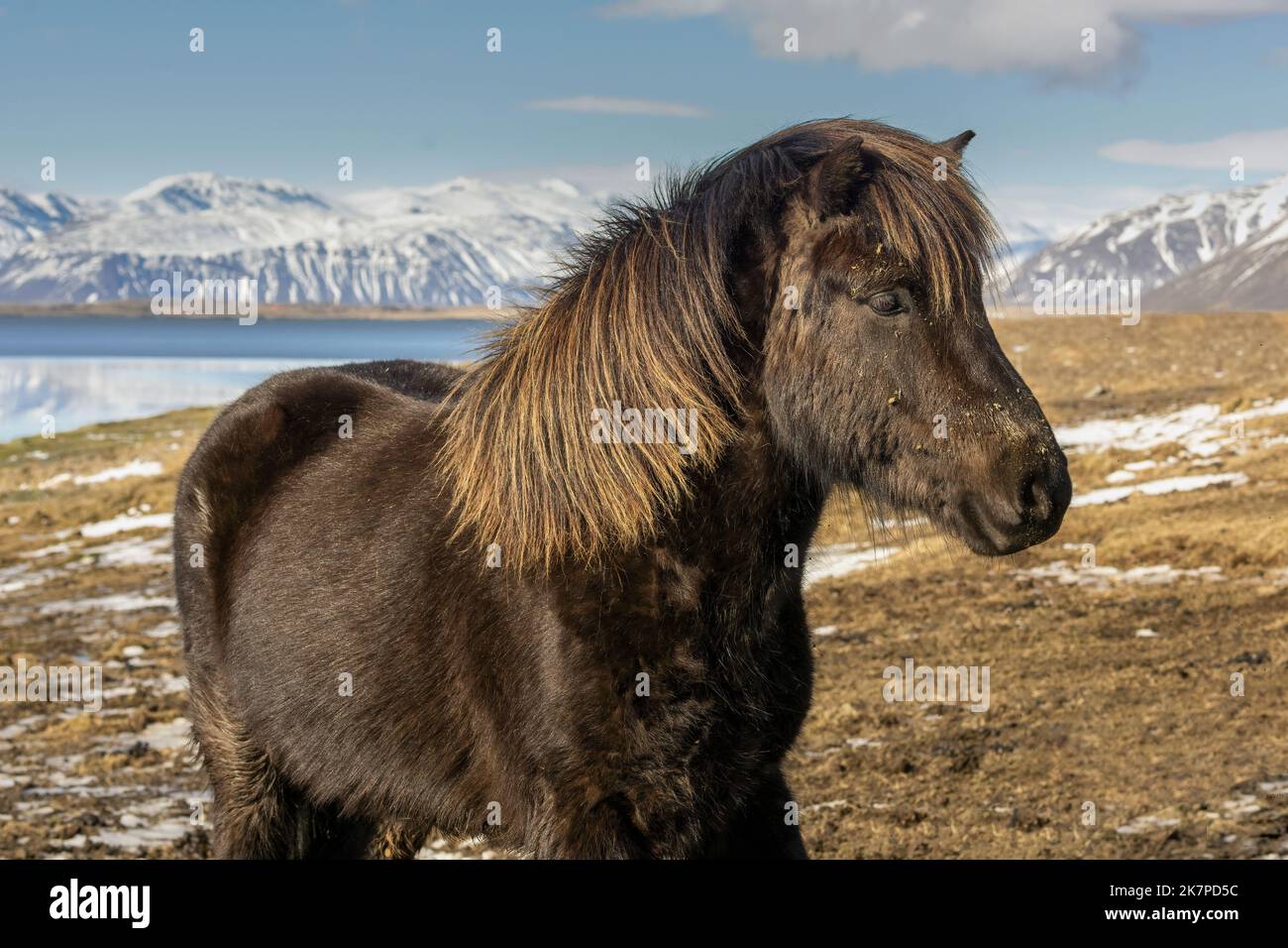 Dark brown horse hi-res stock photography and images - Alamy