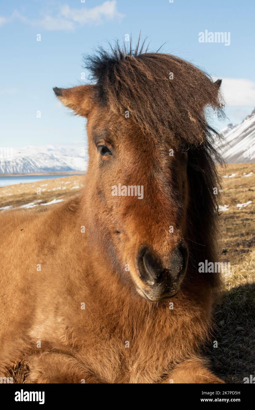 Chestnut-coloured Icelandic horse lying in a field, Horn Herstar ...
