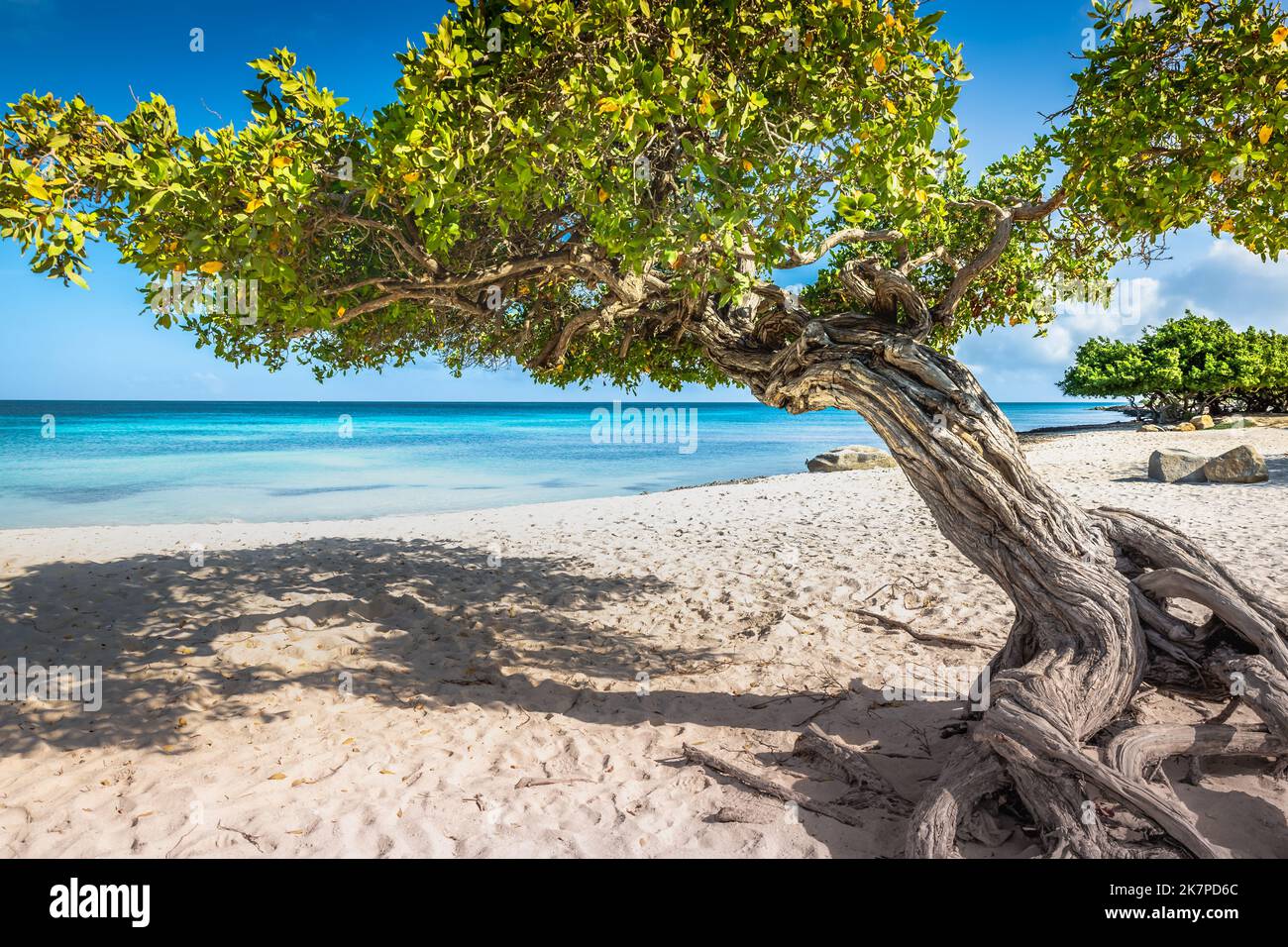 Eagle beach with divi divi tree on Aruba island, Dutch Antilles Stock ...
