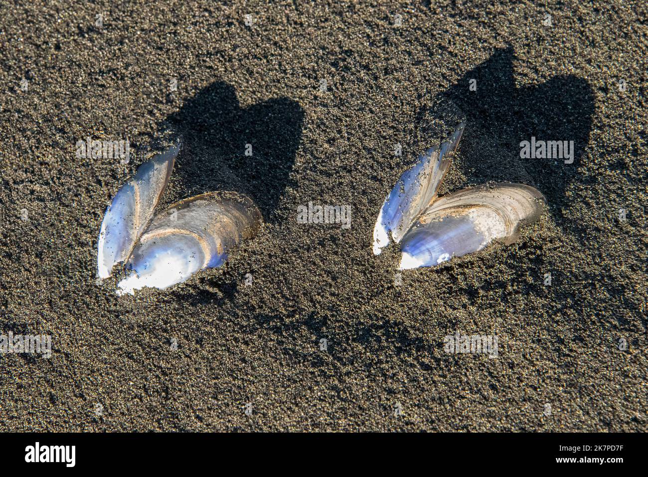 Mussel shells hi-res stock photography and images - Alamy