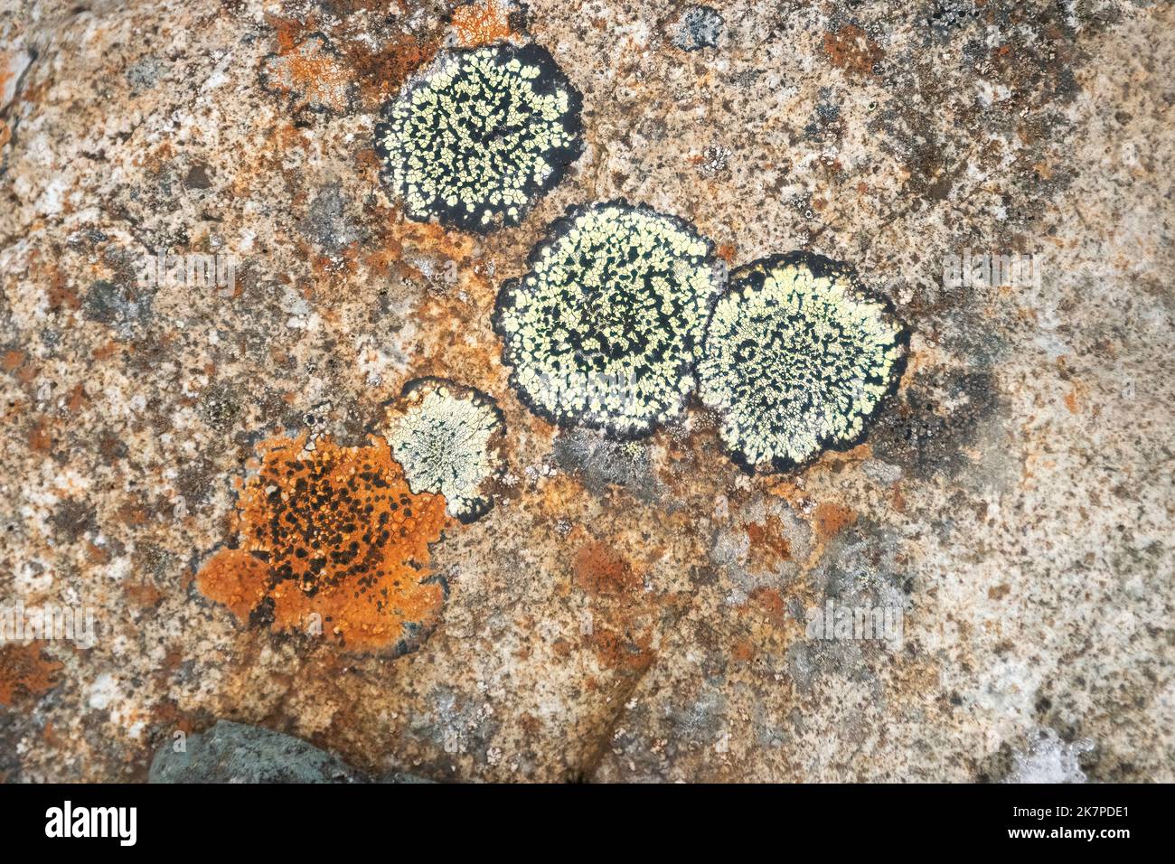 Rock covered crustose lichen hi-res stock photography and images - Alamy
