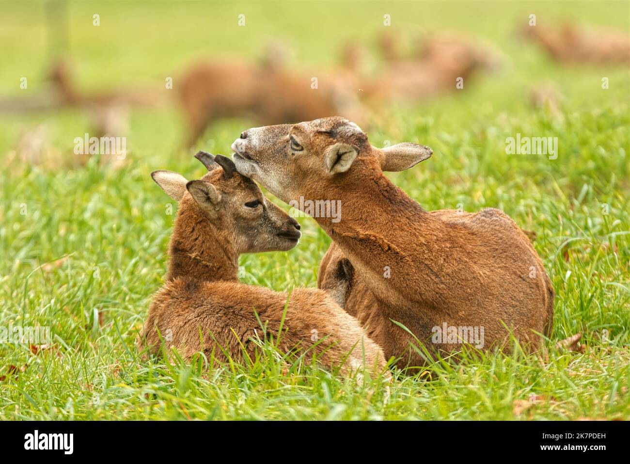 Female mouflon with a male cub, 2 mouflon lying in the grass. European ...