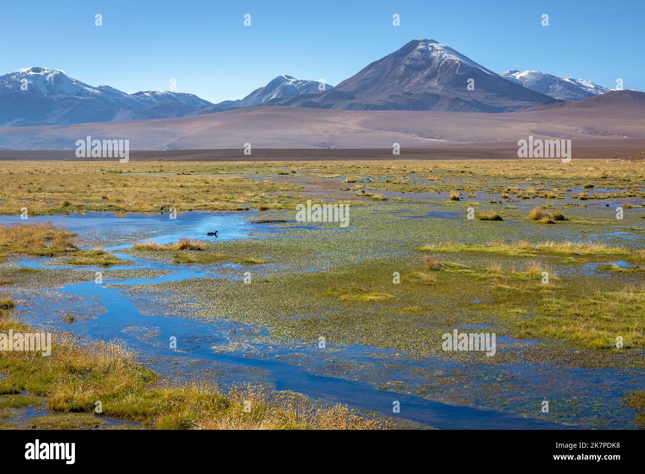 Laguna with ducks, salt lake in Atacama desert, volcanic landscape ...