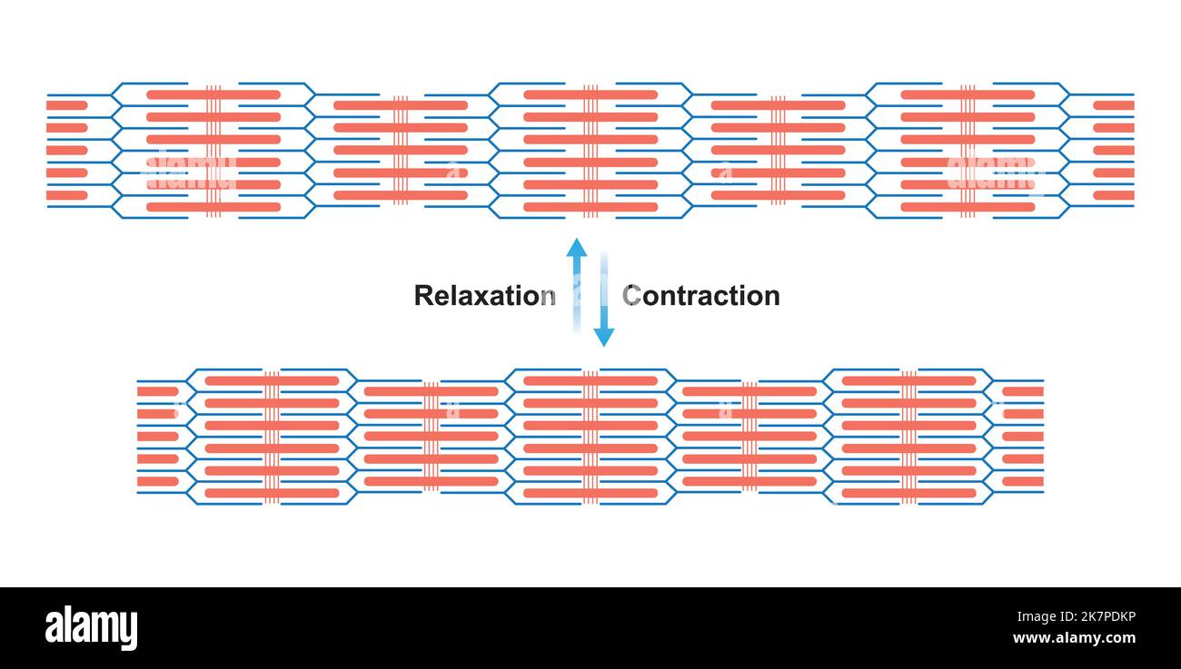 Scientific Designing of Contraction and Relaxation of Muscular ...