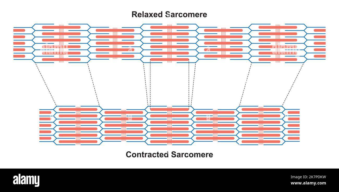 Scientific Designing of Contraction and Relaxation of Muscular ...