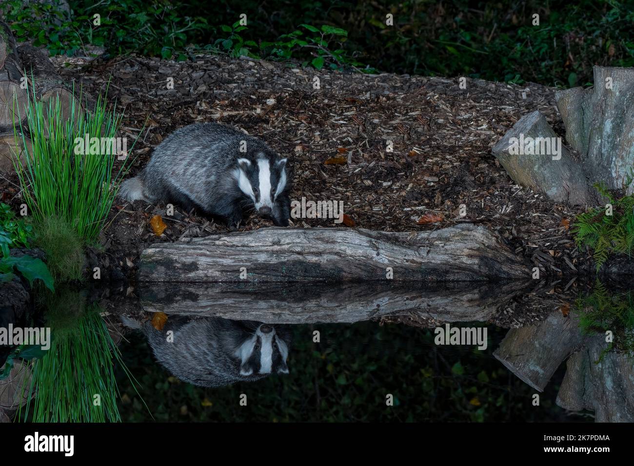 Badger-Meles meles takes a drink from a pool of water Stock Photo - Alamy