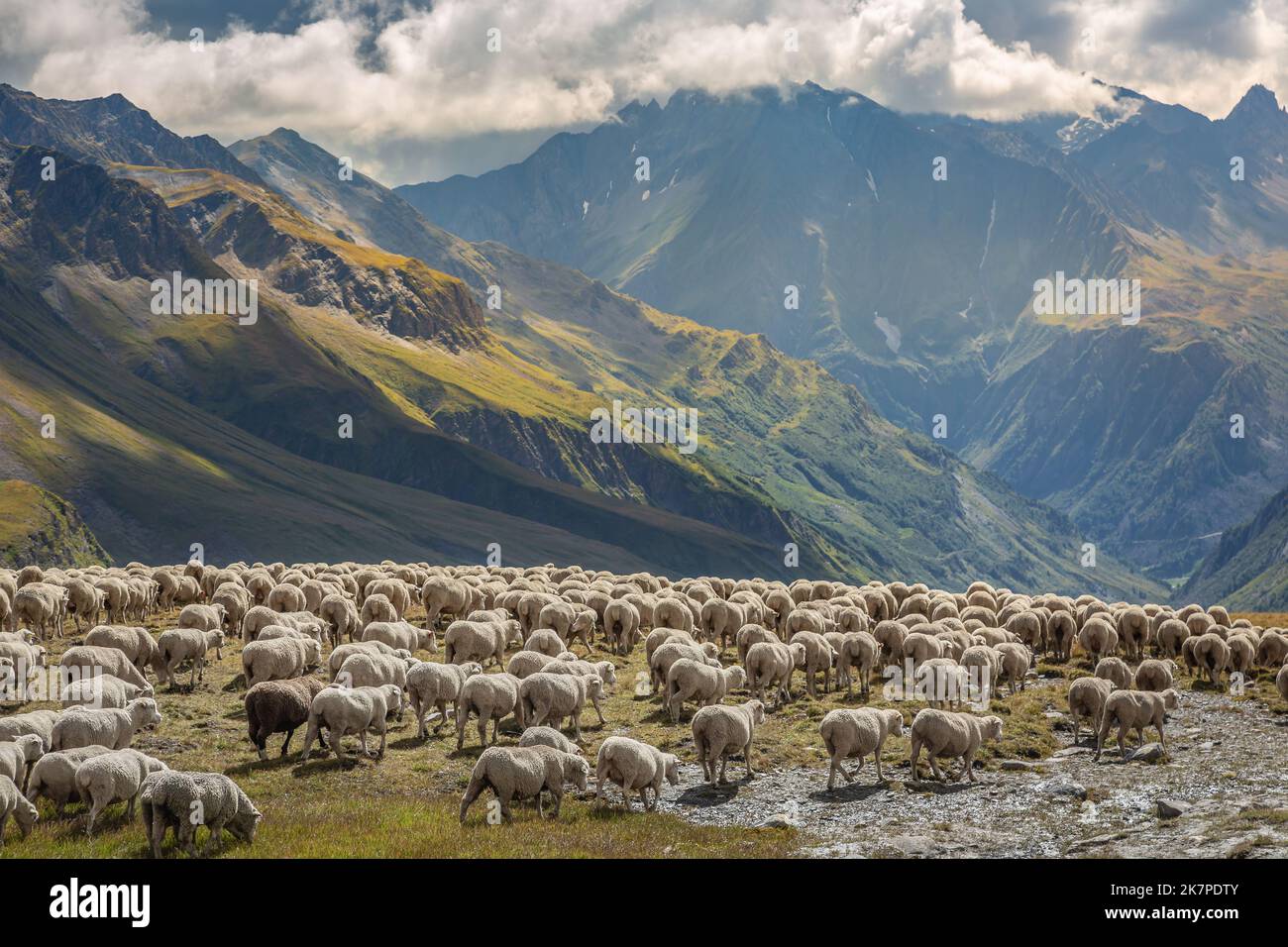 Flock of sheeps moving down the valley, French Alps, border with ...