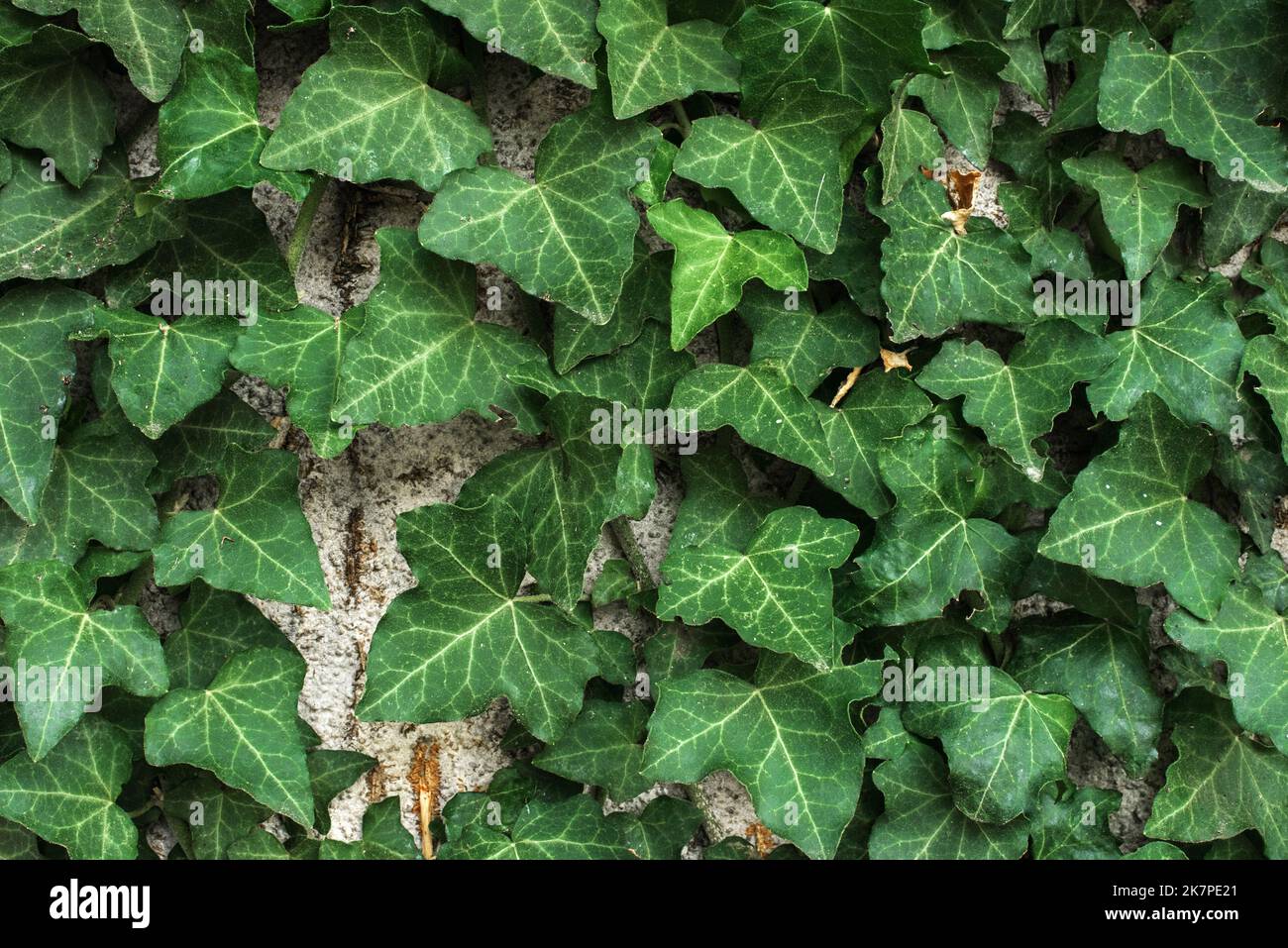 Ivy growing on an old brick wall with copy space - landscape horizontal ...