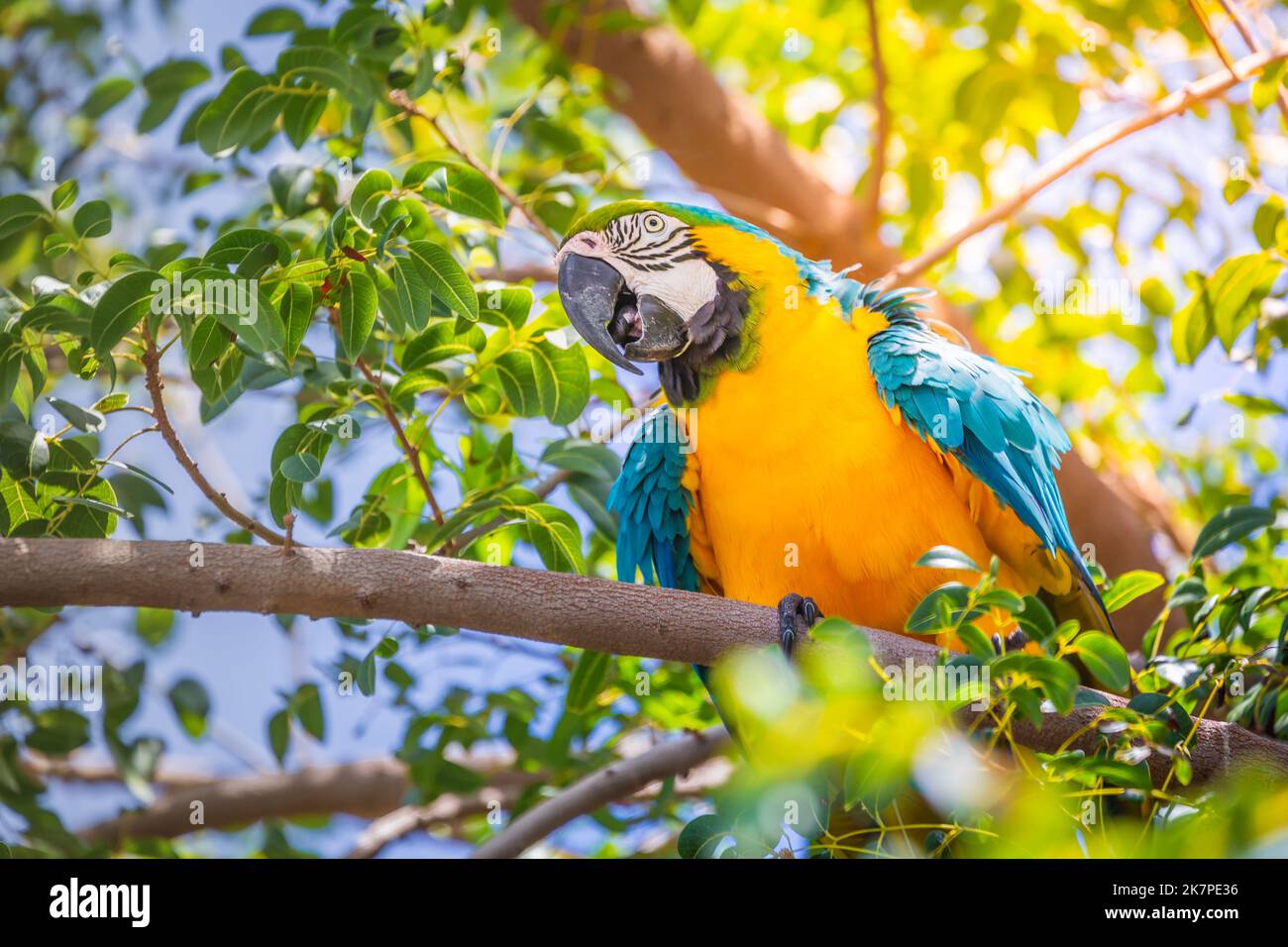 Blue and yellow macaw tropical bird, brazilian rainforest, Pantanal ...