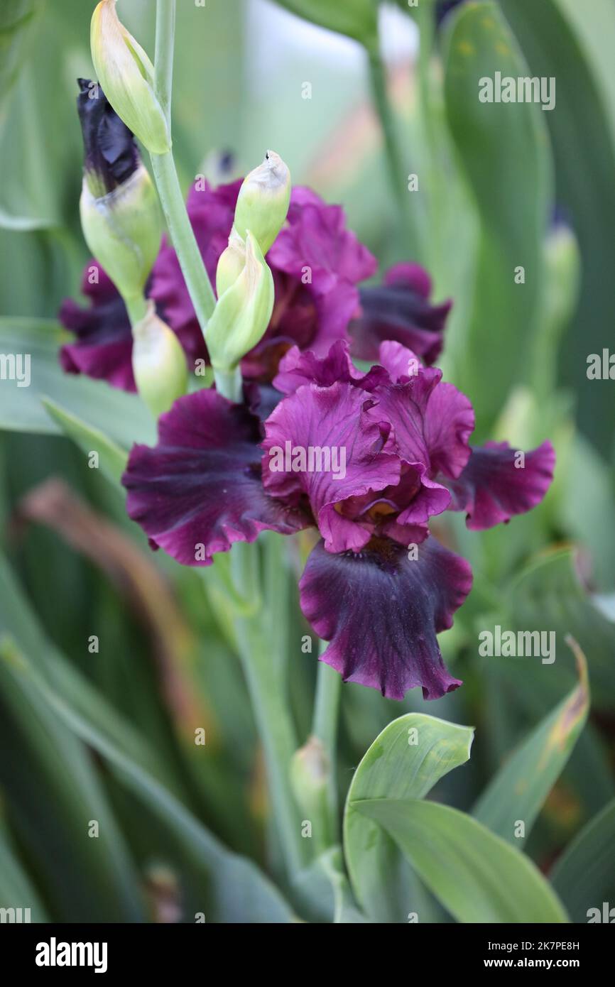 Close up of a deep pink, burgundy Bearded Iris flower in a garden in ...