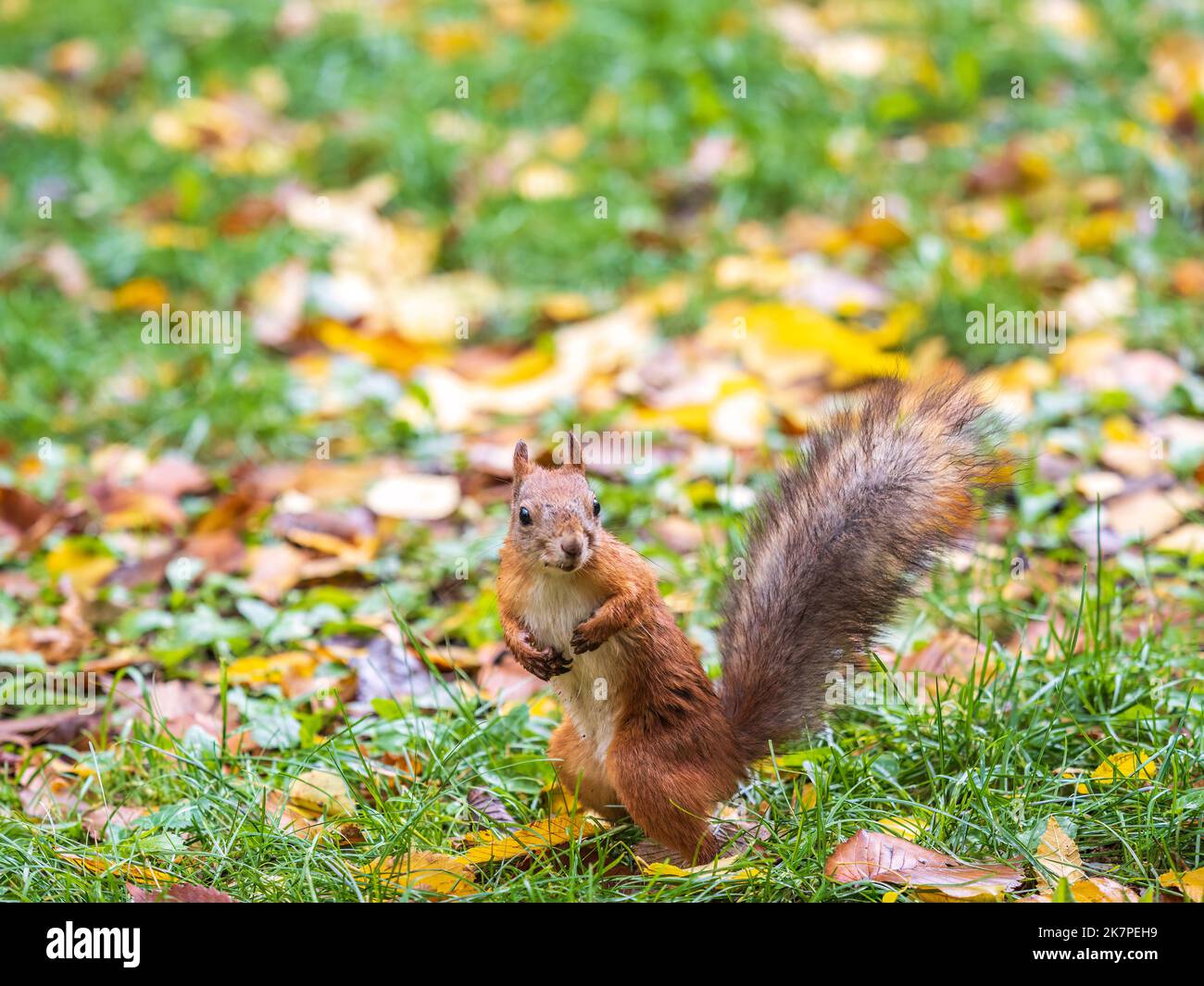 Autumn Squirrel standing on its hind legs on on green grass with fallen ...