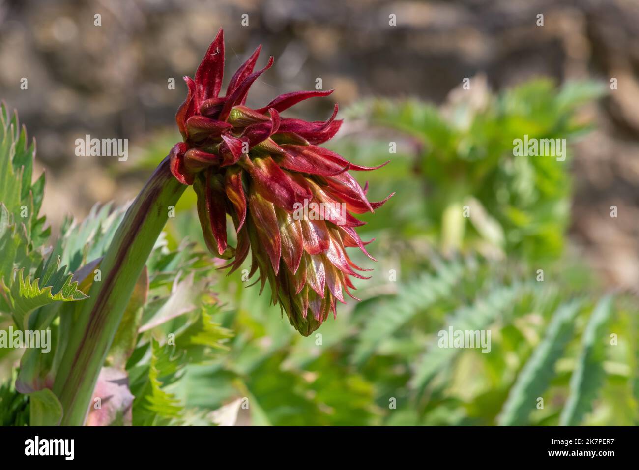 Close up of a giant honey flower (melianthus major) in bloom Stock ...