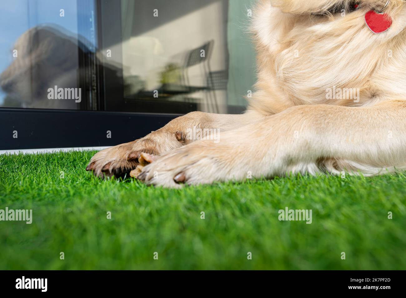 A young male golden retriever is eating a bone outside in front of a ...