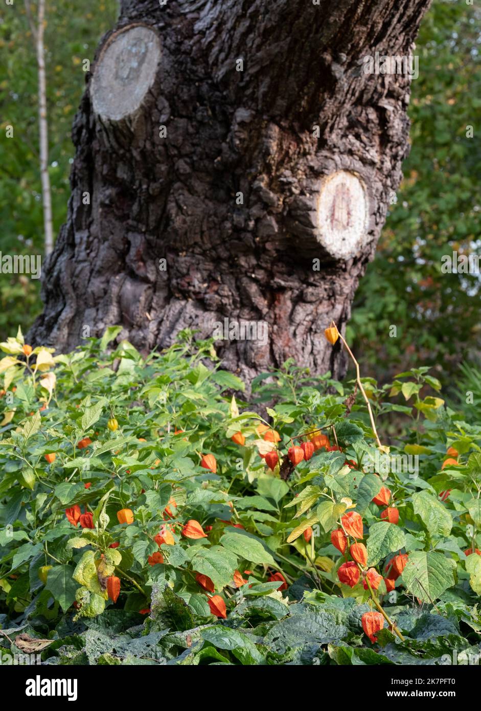 Autumn colours in the Robinson Garden at RHS Hyde Hall, near Chelmsford ...