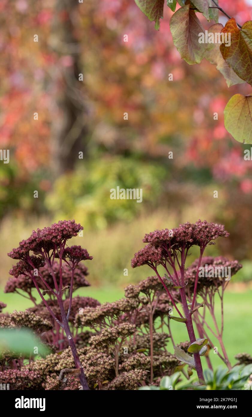 Red sedum flowers, and autumn colours and textures at RHS Hyde Hall ...