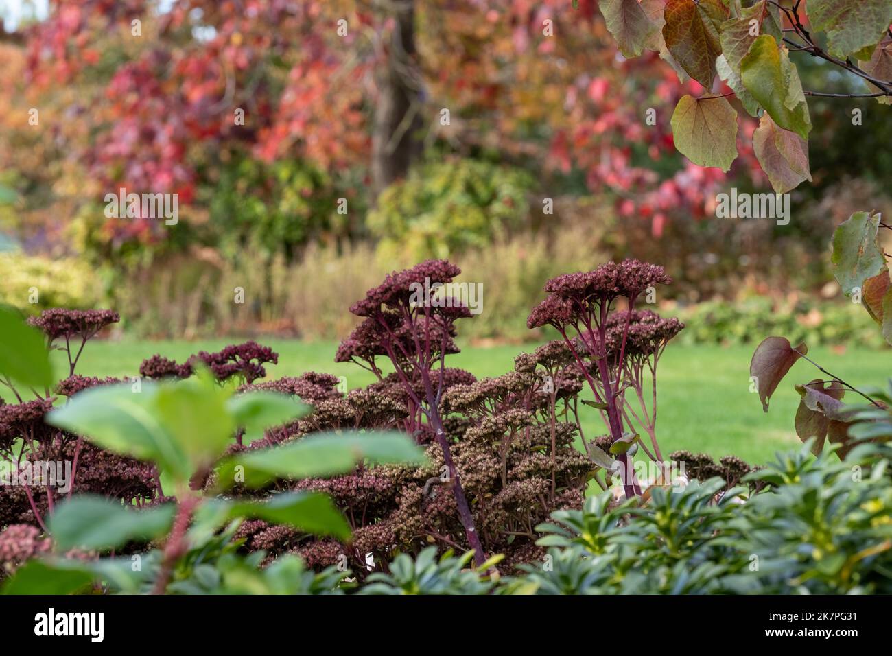 Red sedum flowers, and autumn colours and textures at RHS Hyde Hall ...